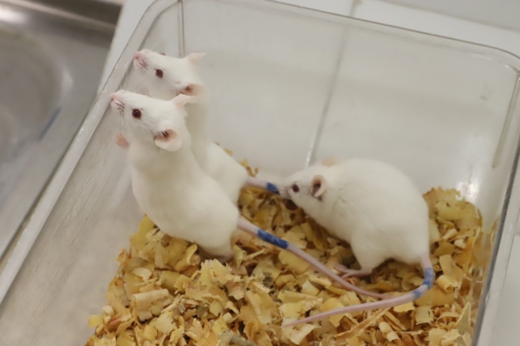 Así funciona el bioterio de la USAC | Soy USAC